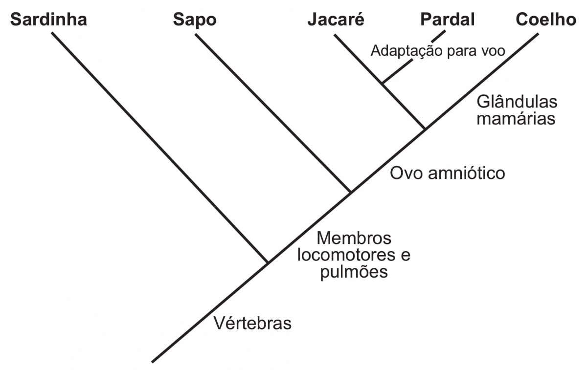 O cladograma demonstra o grau de parentesco entre[...] | Enembulando